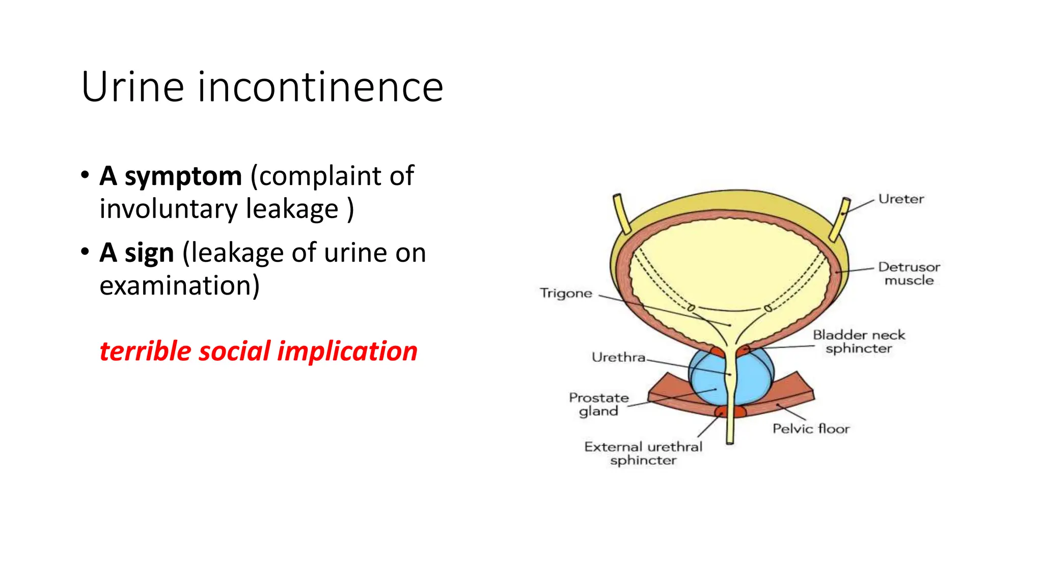 Signs and Symptoms of Genitourinary diseases 20Diseases.pptx