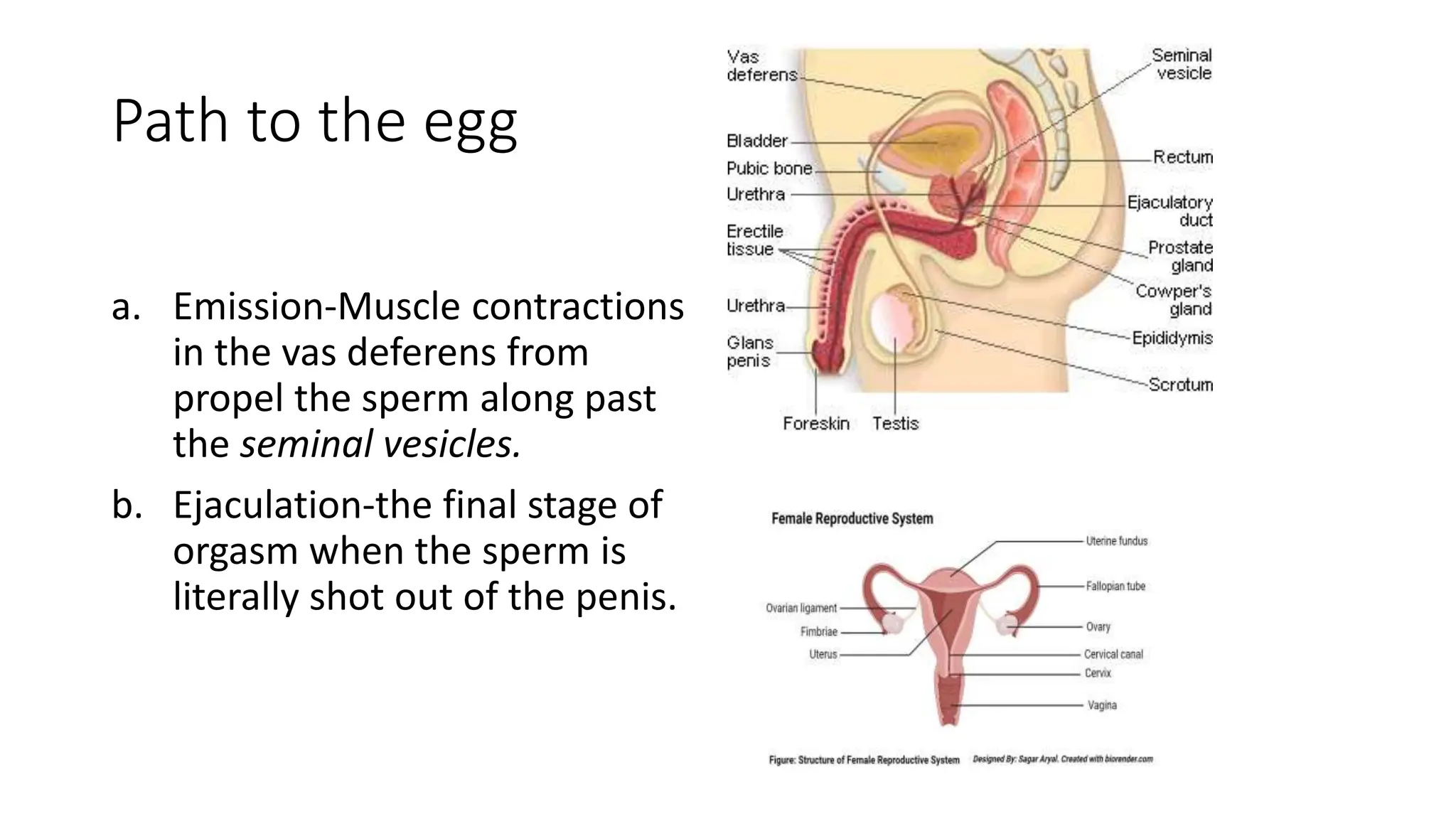 Signs And Symptoms Of Genitourinary Diseases 20diseasespptx