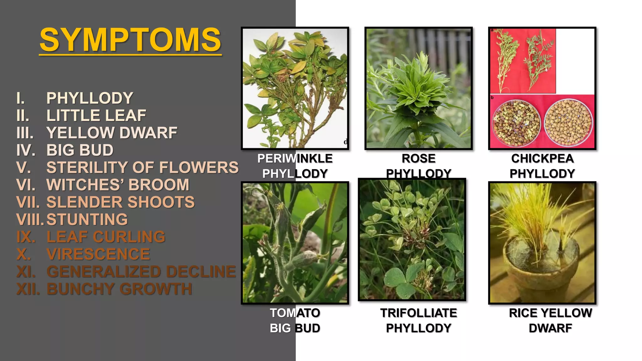 Symptoms caused by phytoplasmas | PDF