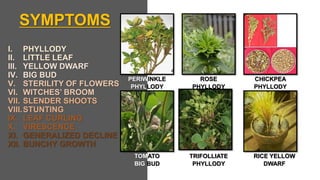 Symptoms caused by phytoplasmas | PDF | Gardening | Home & Garden