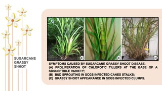 Symptoms caused by phytoplasmas | PDF