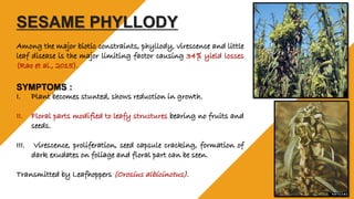 Symptoms caused by phytoplasmas | PDF | Gardening | Home & Garden