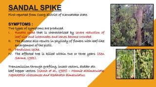 Symptoms caused by phytoplasmas | PPT