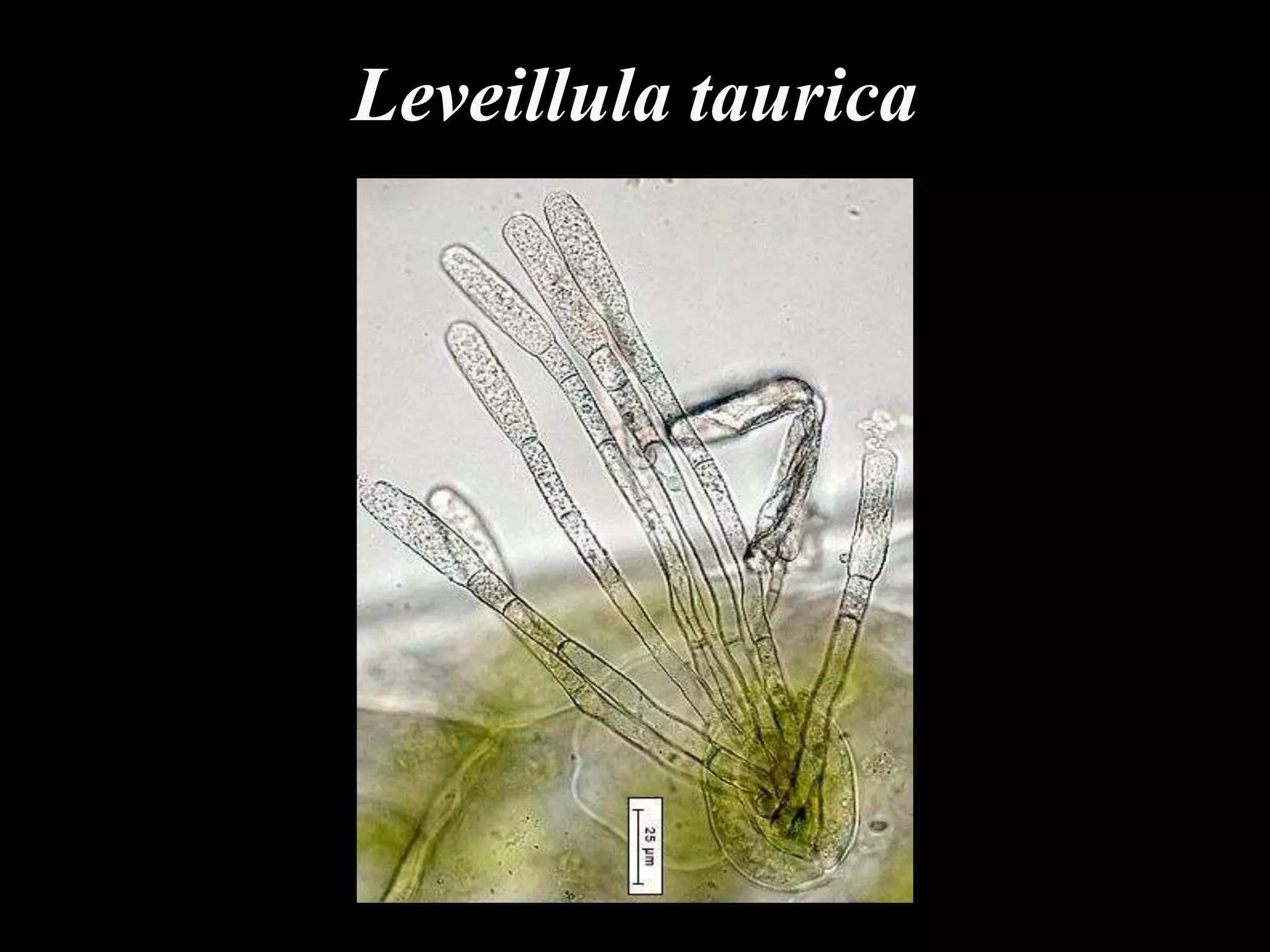 Symptoms, host range, taxonomy and life cycle of Leveillula | PPTX