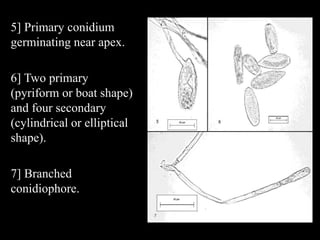 Symptoms, host range, taxonomy and life cycle of Leveillula | PPTX