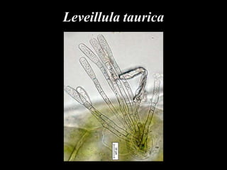 Symptoms, host range, taxonomy and life cycle of Leveillula | PPTX
