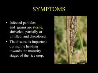 Symptoms, host range, taxonomy and life cycle of sarocladium | PPTX