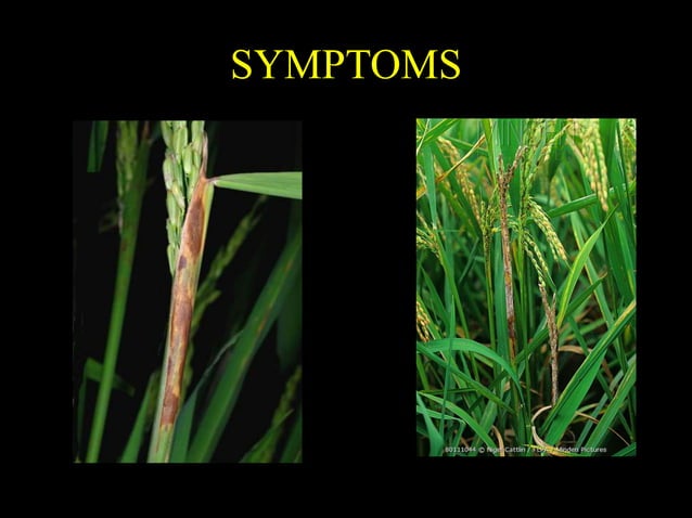 Symptoms, host range, taxonomy and life cycle of sarocladium | PPTX ...