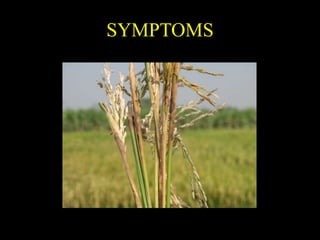 Symptoms, host range, taxonomy and life cycle of sarocladium | PPTX