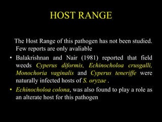 Symptoms, host range, taxonomy and life cycle of sarocladium | PPTX