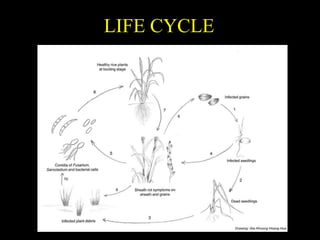 Symptoms, host range, taxonomy and life cycle of sarocladium | PPTX