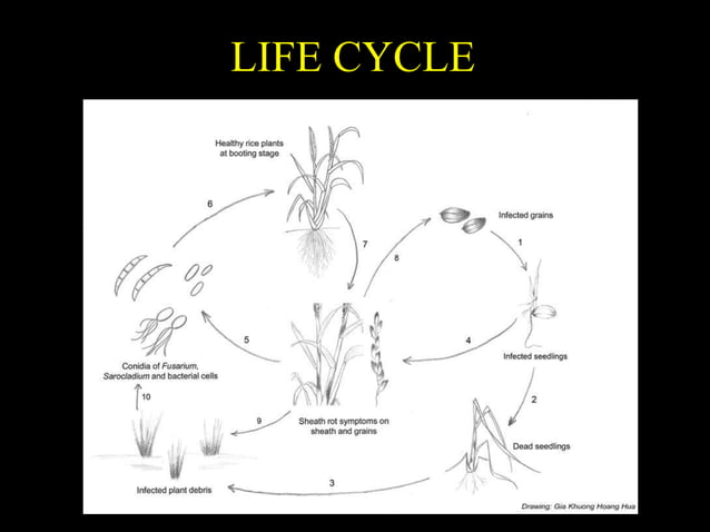 Symptoms, host range, taxonomy and life cycle of sarocladium | PPTX ...