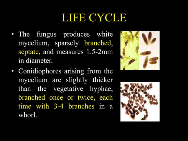 Symptoms, host range, taxonomy and life cycle of sarocladium | PPTX ...