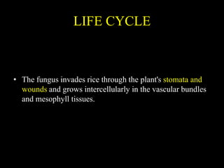 Symptoms, host range, taxonomy and life cycle of sarocladium | PPTX