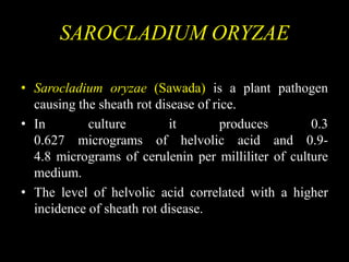Symptoms, host range, taxonomy and life cycle of sarocladium | PPTX