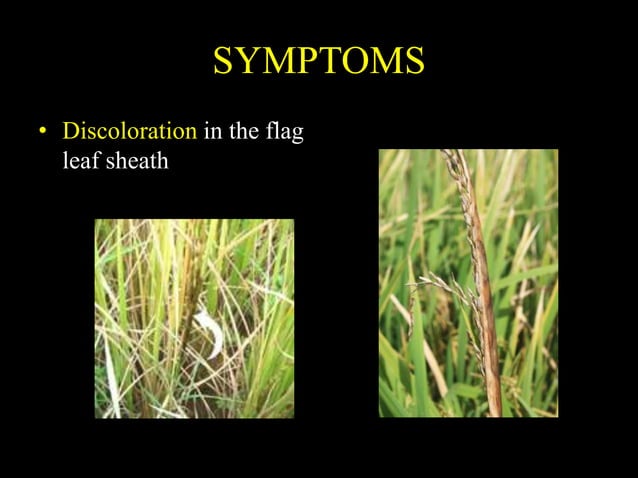Symptoms, host range, taxonomy and life cycle of sarocladium | PPTX ...