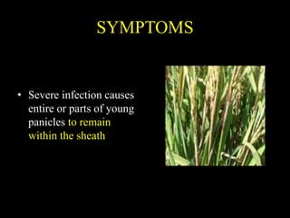 Symptoms, host range, taxonomy and life cycle of sarocladium | PPTX