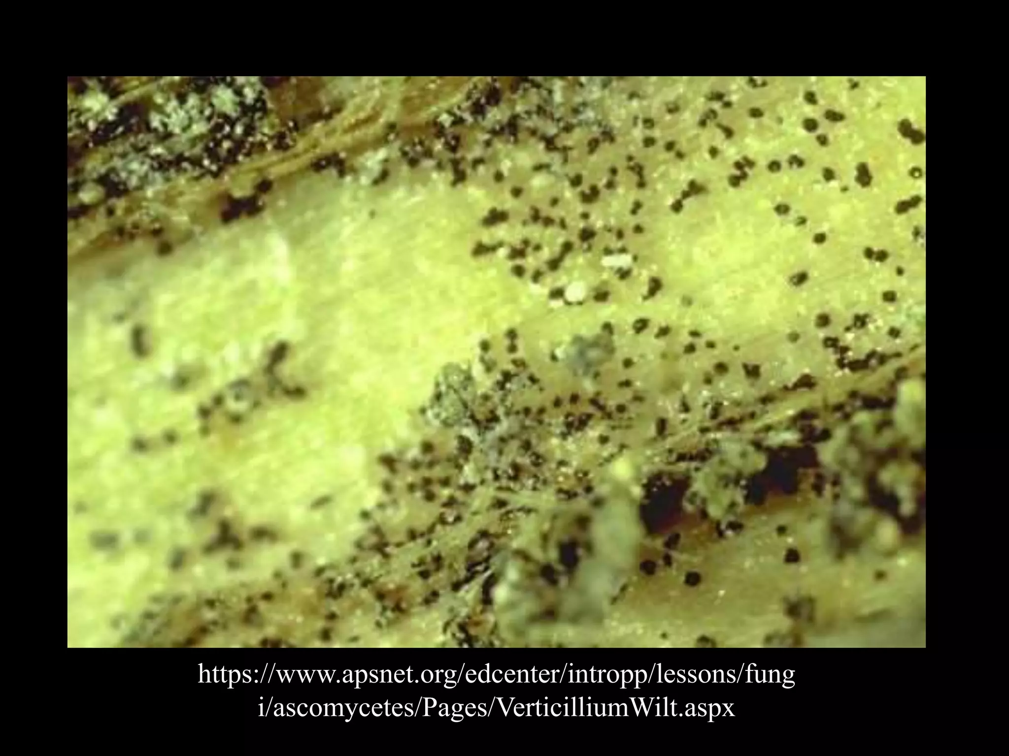 Symptoms, host range, taxonomy and life cycle of verticillium | PPTX