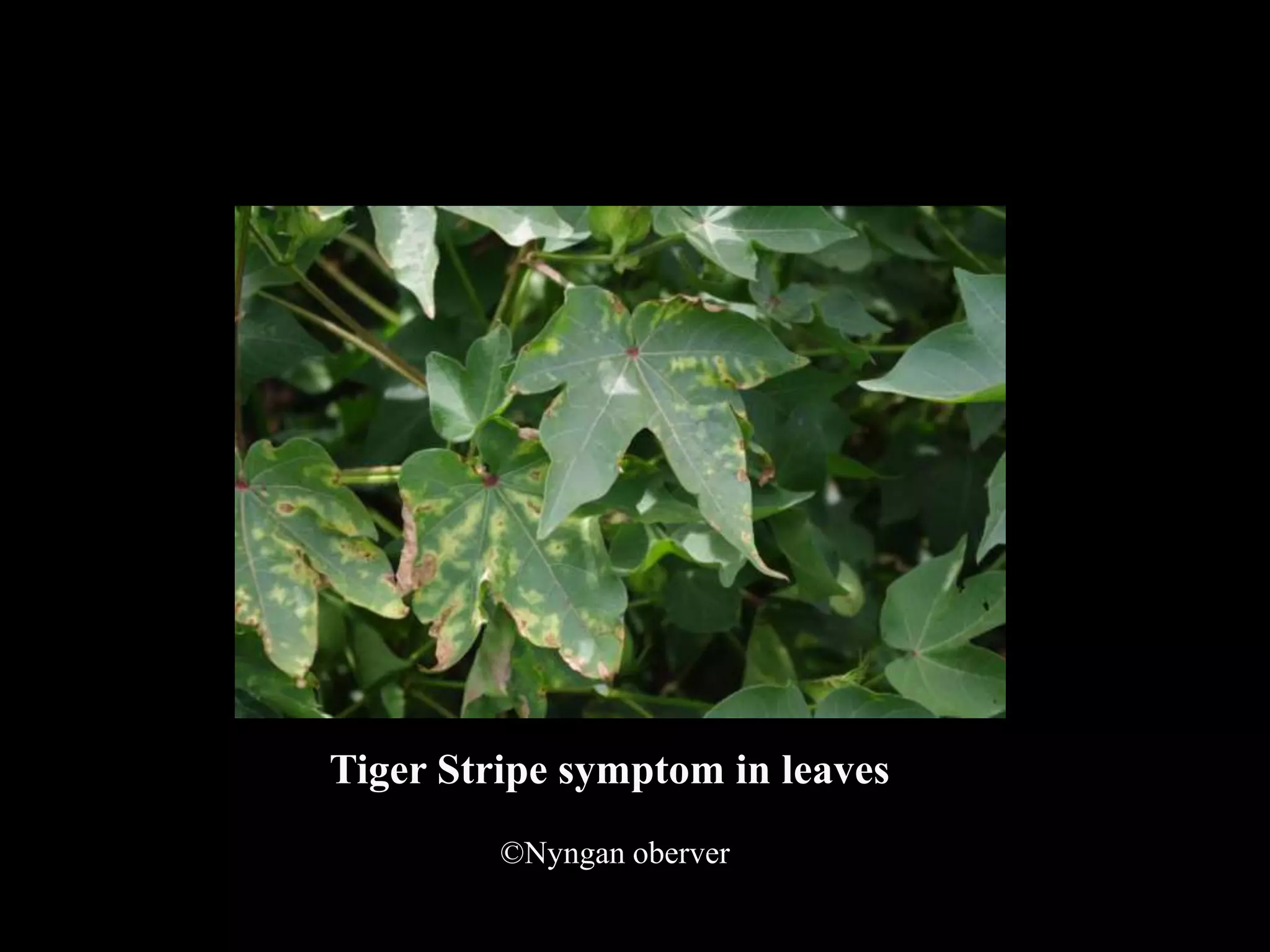 Symptoms, host range, taxonomy and life cycle of verticillium | PPTX