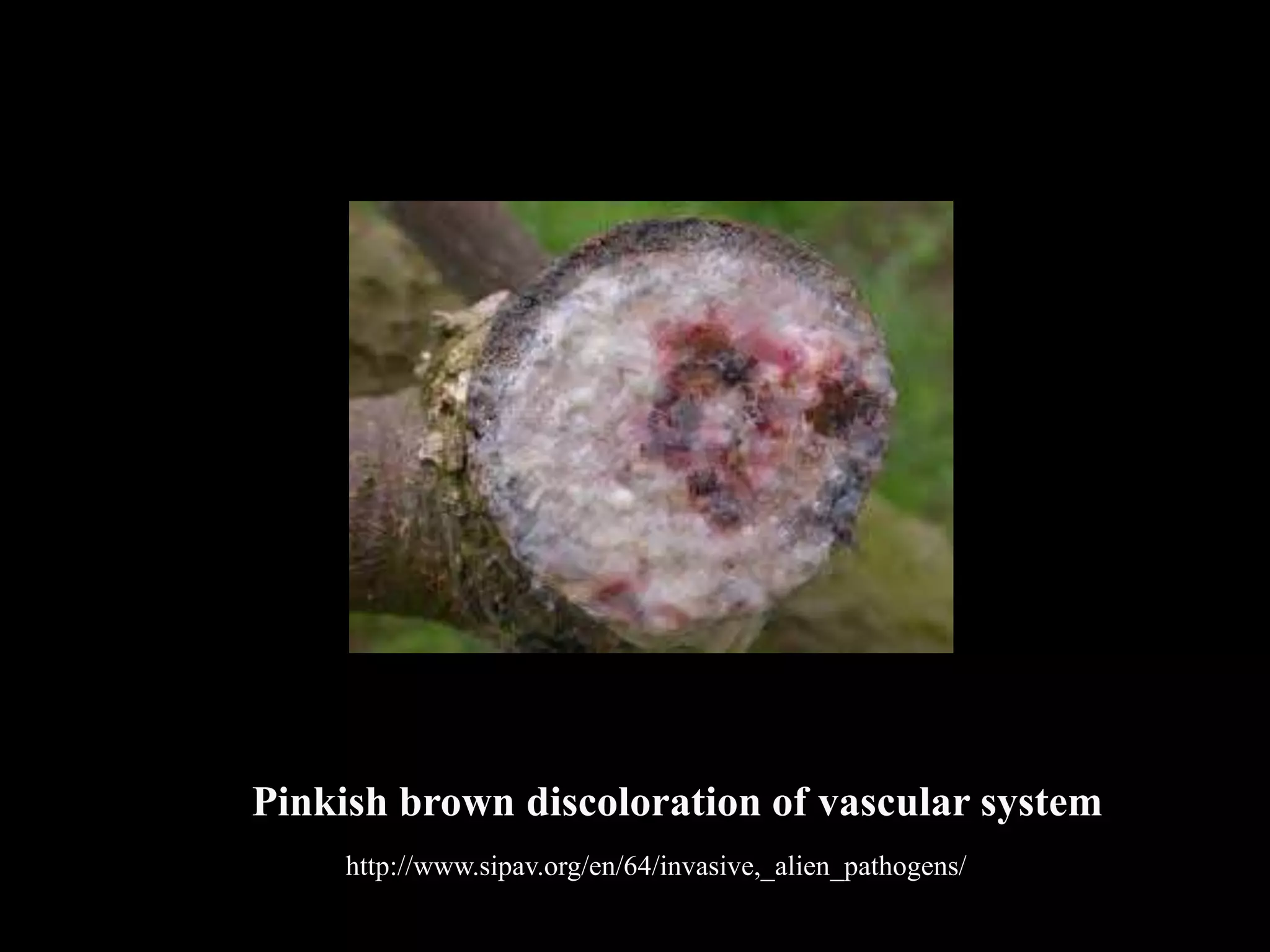 Symptoms, host range, taxonomy and life cycle of verticillium | PPTX