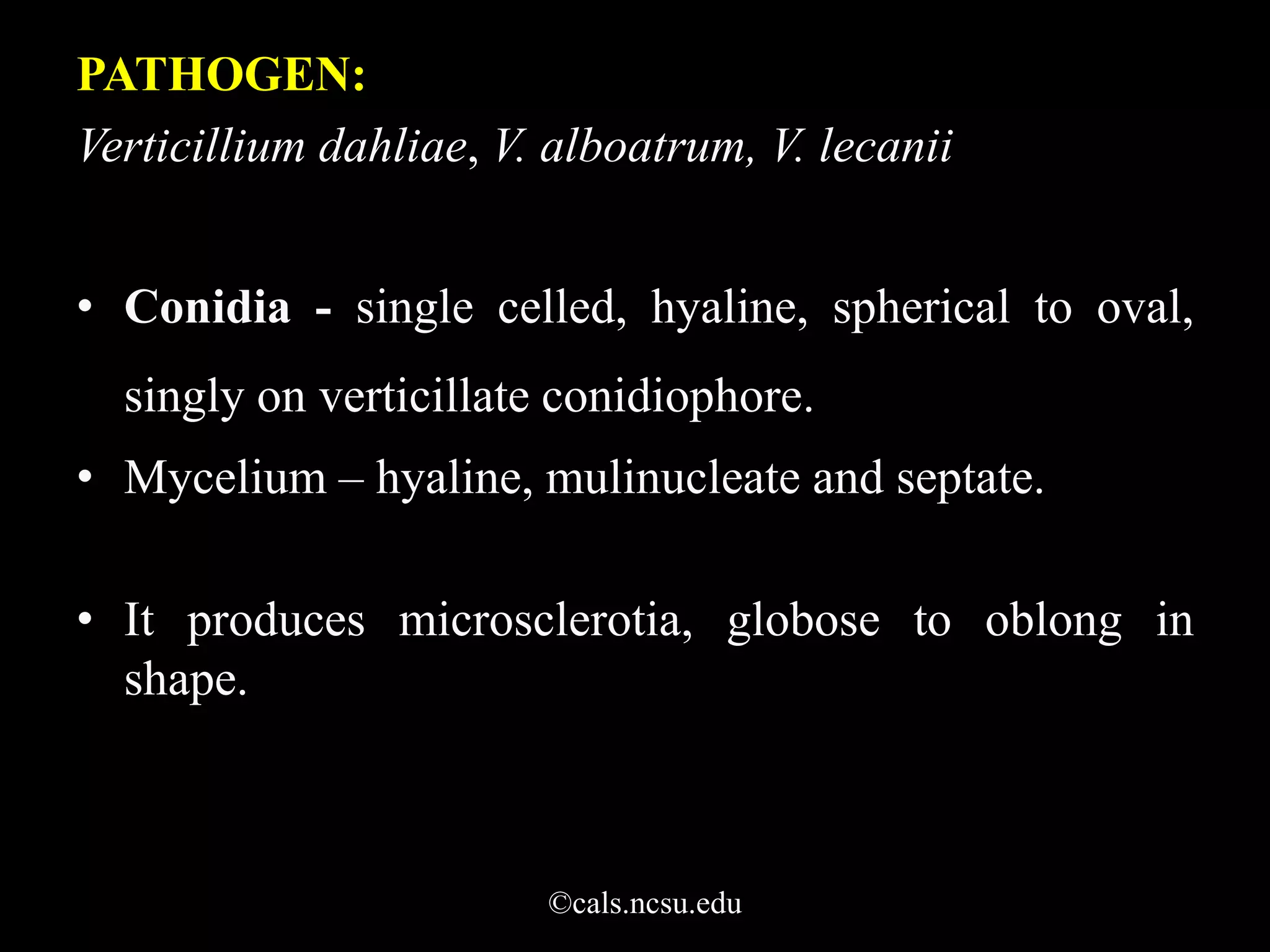 Symptoms, host range, taxonomy and life cycle of verticillium | PPTX