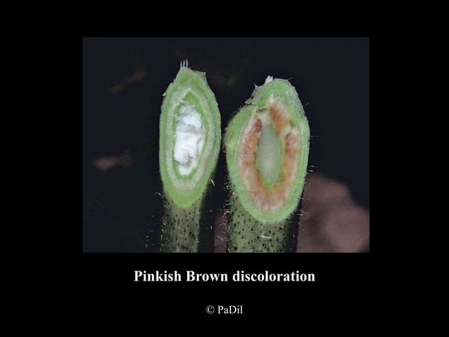 Symptoms, host range, taxonomy and life cycle of verticillium | PPTX