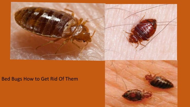 Symptoms of Bedbugs | PPT