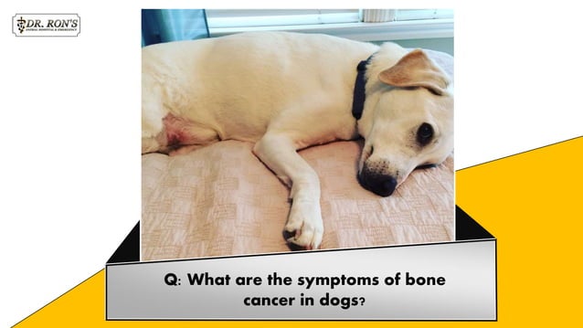 Symptoms of Bone Cancer in Dogs | PPT