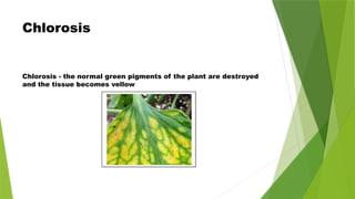 Plant pathology - Symptoms of diseases.pptx