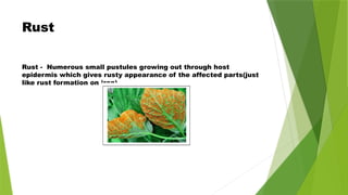Plant pathology - Symptoms of diseases.pptx