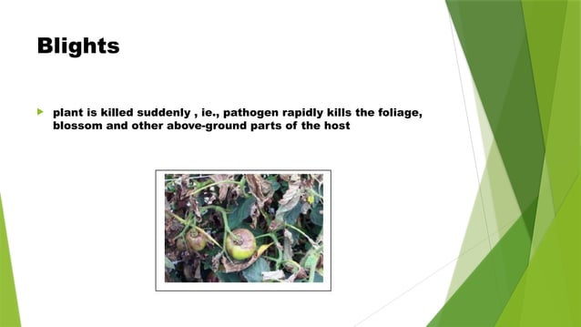 Plant pathology - Symptoms of diseases.pptx