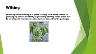 Plant pathology - Symptoms of diseases.pptx