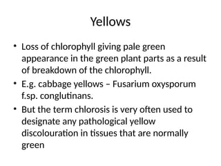 Symptoms_of_Diseases_Caused_by_Fungi_FULL.pptx