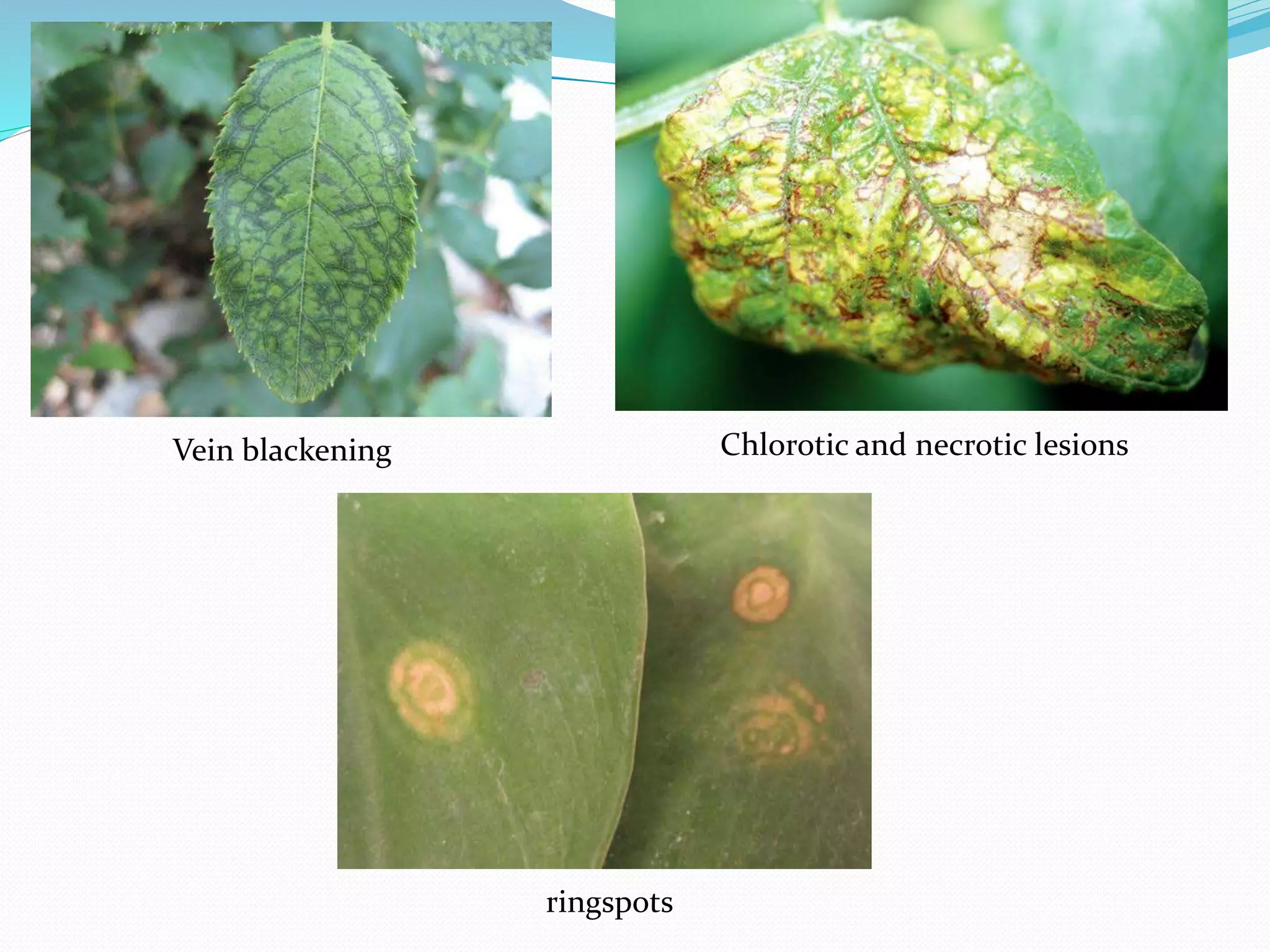 Symptoms of plant viruses | PPTX