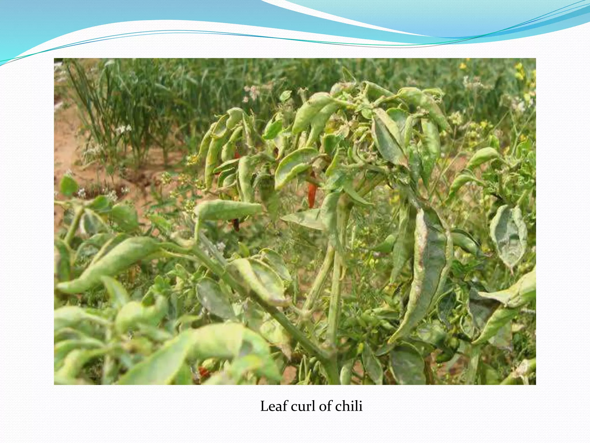 Symptoms of plant viruses | PPTX