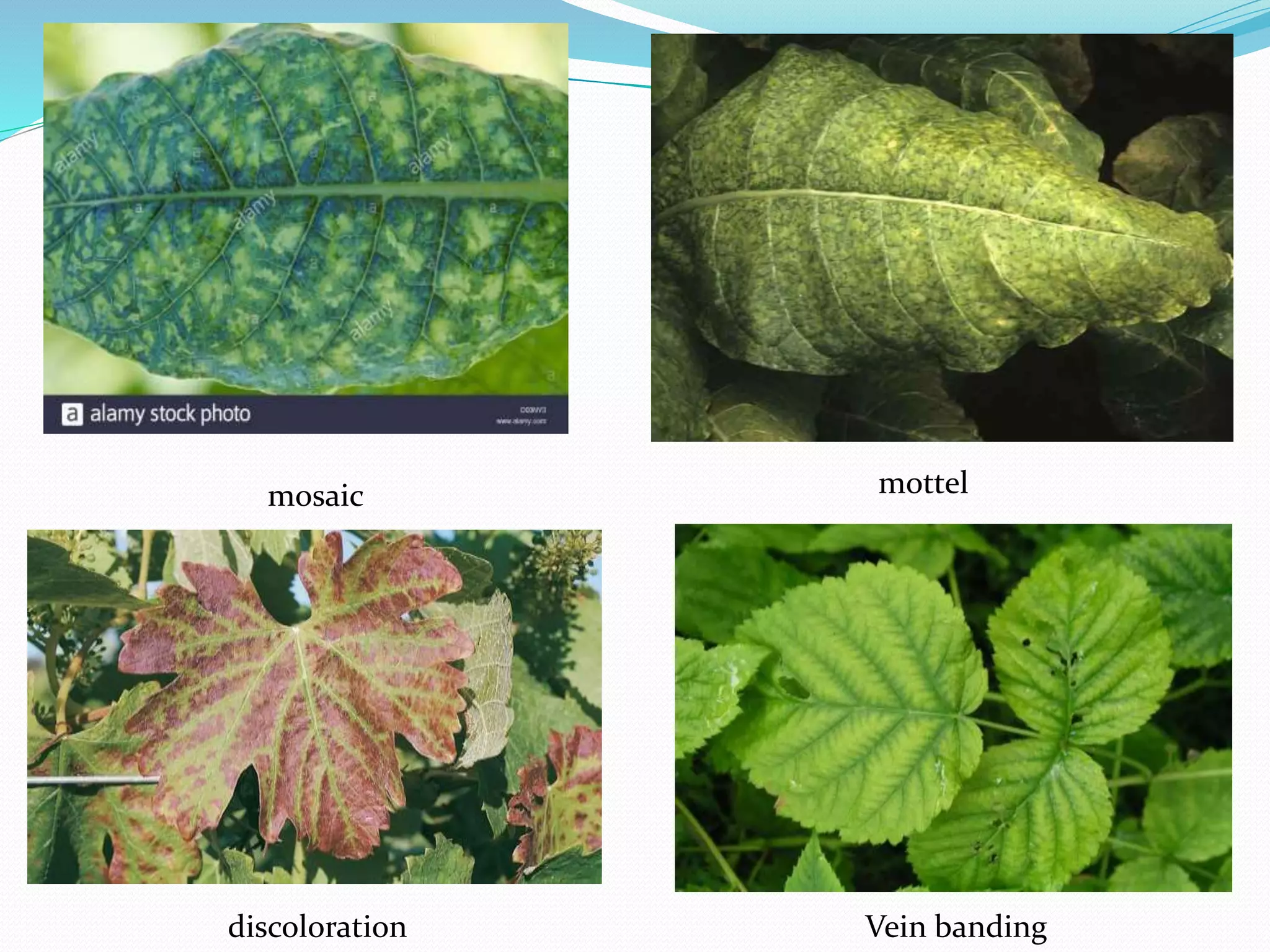 Symptoms of plant viruses | PPTX