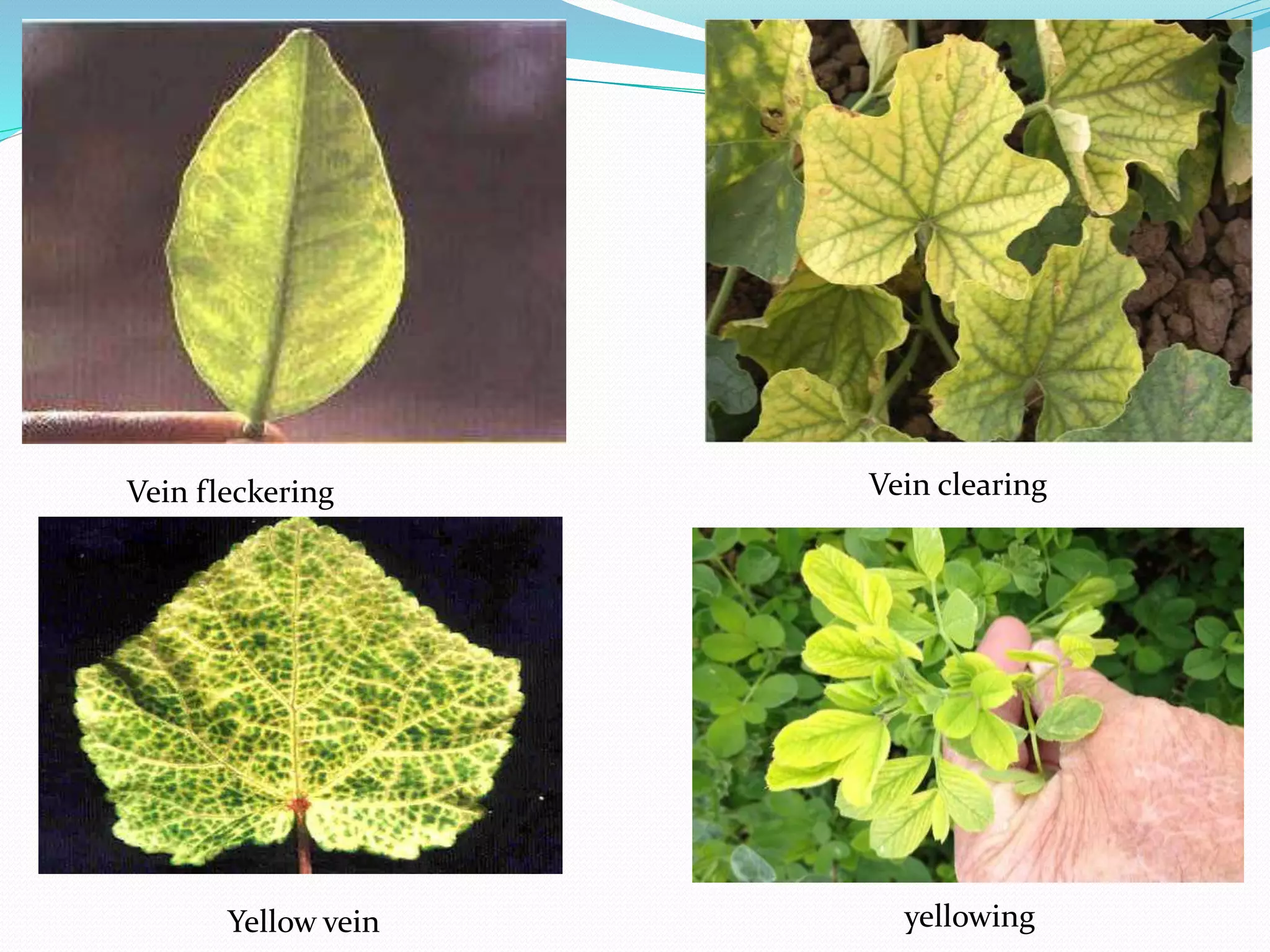 Symptoms of plant viruses | PPTX