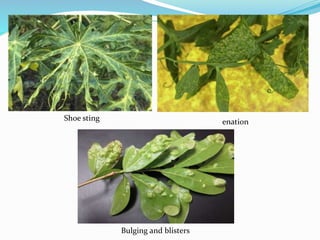 Symptoms of plant viruses | PPTX
