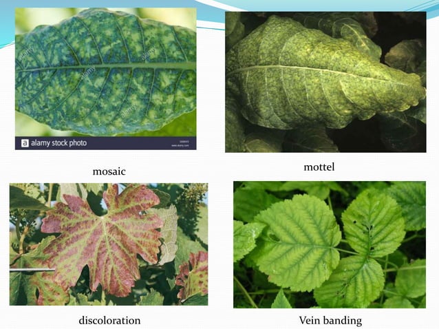 Symptoms of plant viruses | PPTX | Gardening | Home & Garden