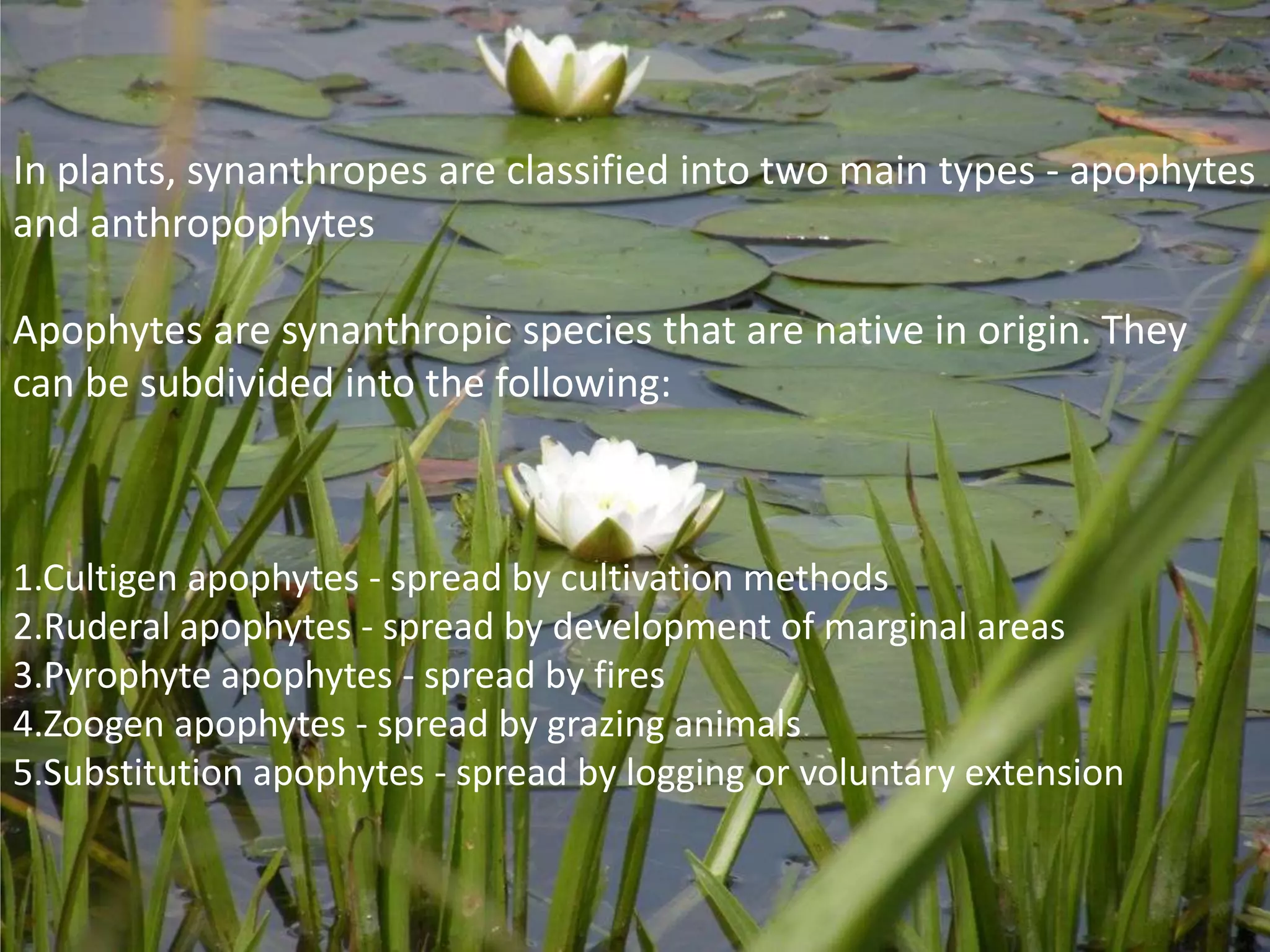 Synanthropic plants and animals comenius project | PPTX