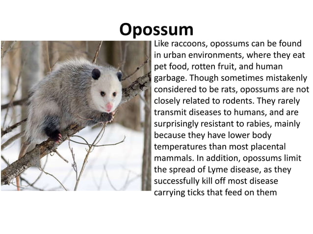 Synanthropic plants and animals comenius project | PPTX | Birds | Pets