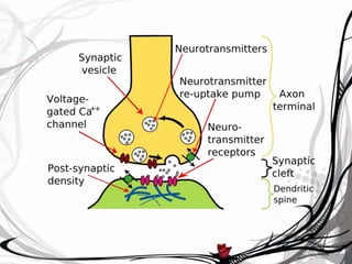 Synapic transmission | PPTX