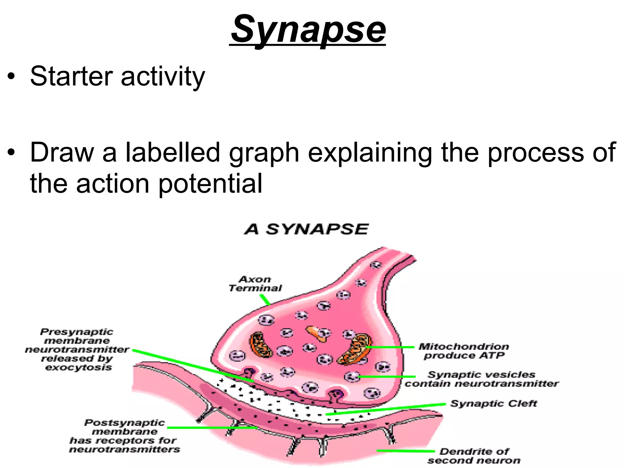 Synapse | PPT