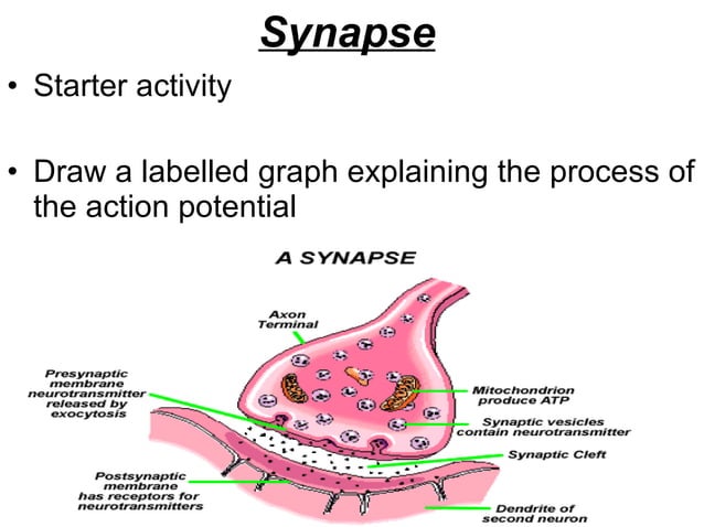 Synapse | PPT