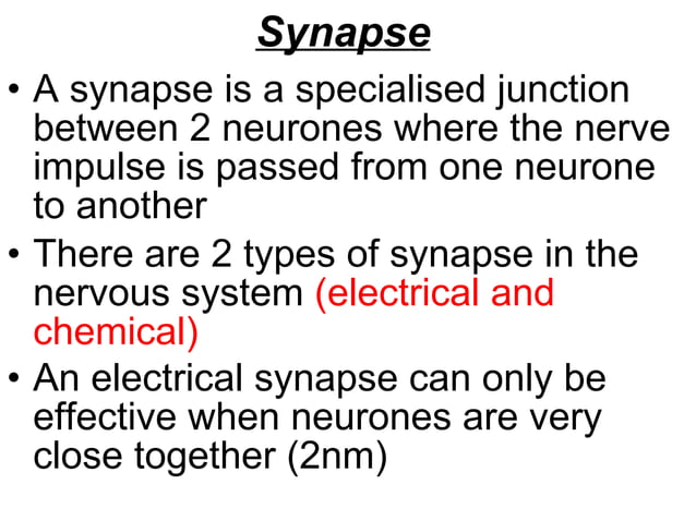 Synapse | PPT