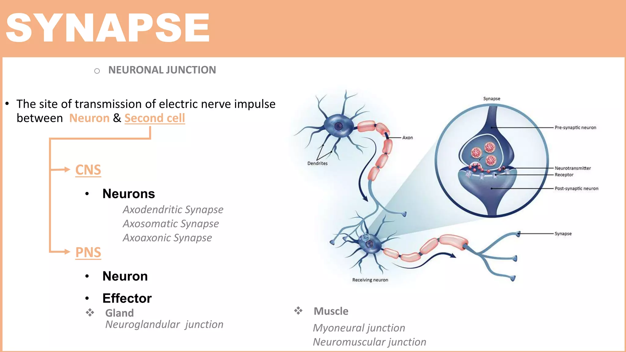 Synapse | PPT