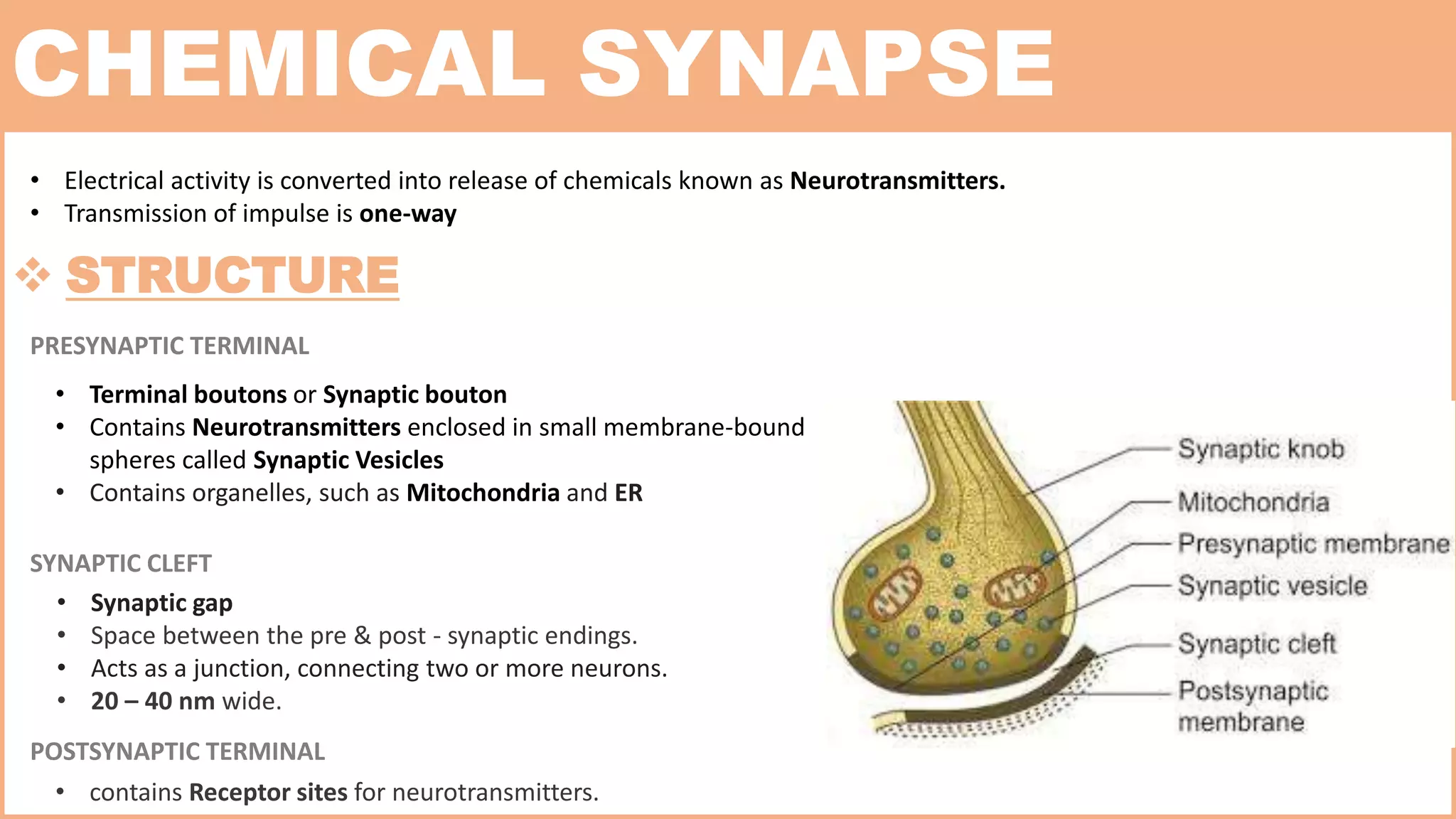 Synapse | PPT