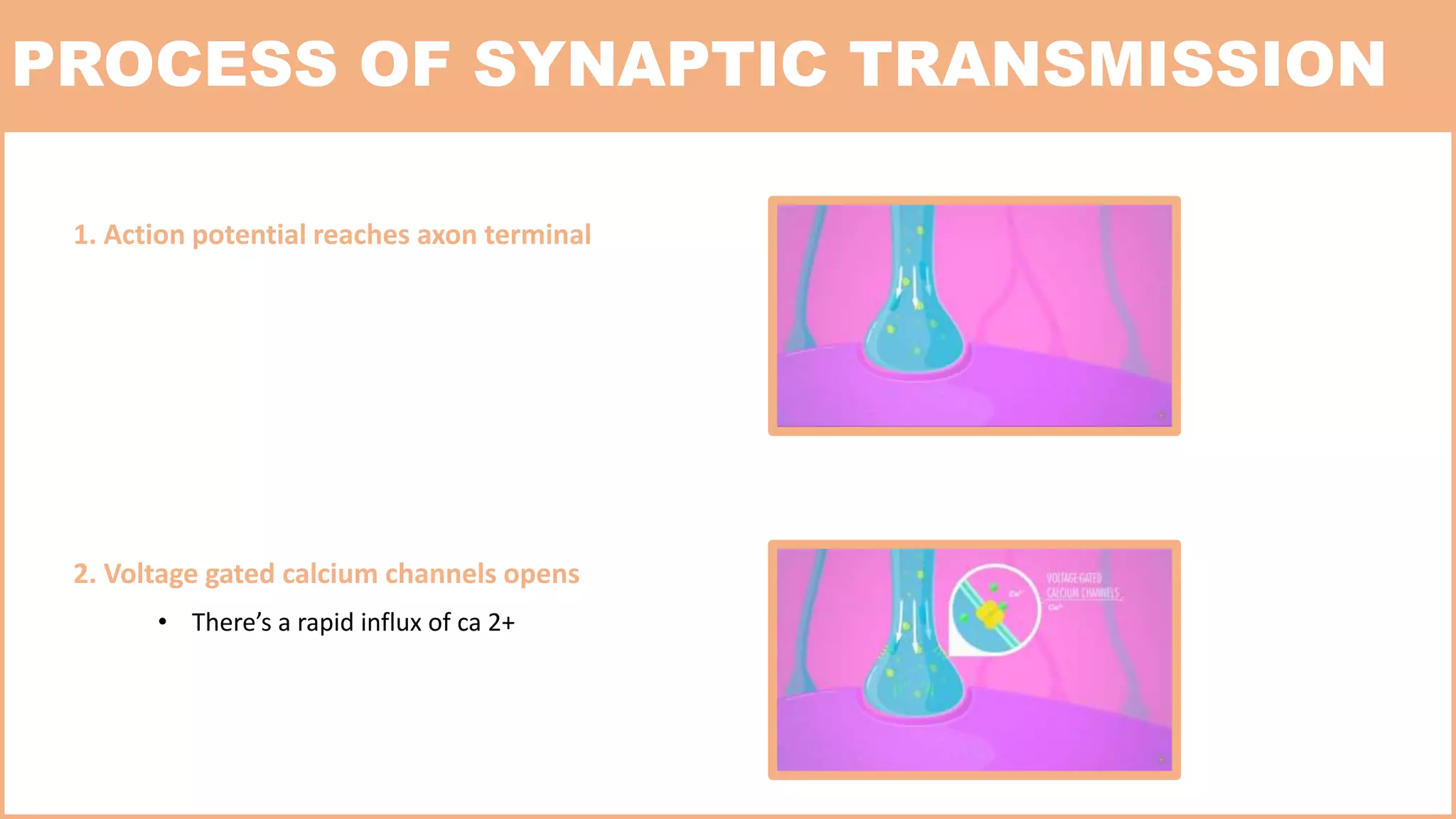 Synapse | PPT