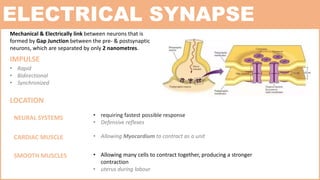 Synapse | PPT