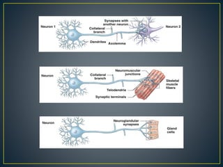 synapse.pdf | Brain and Nervous System Disorders | Diseases and Conditions
